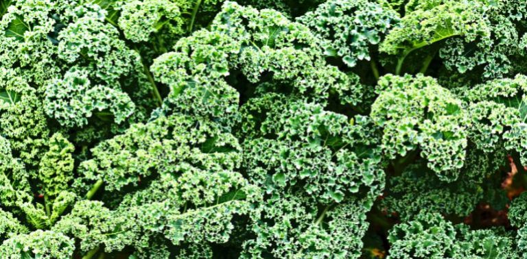 Guide pratique pour cultiver l'oignon rouge