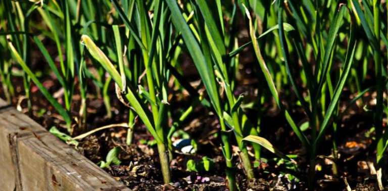 Repiquer les oignons : le guide complet