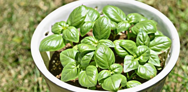 Comment cultiver du basilic en pot