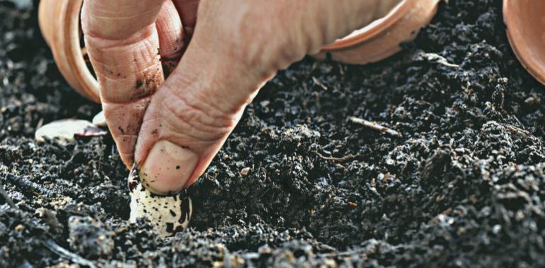 Ail en poudre, préparation, usages et bienfaits