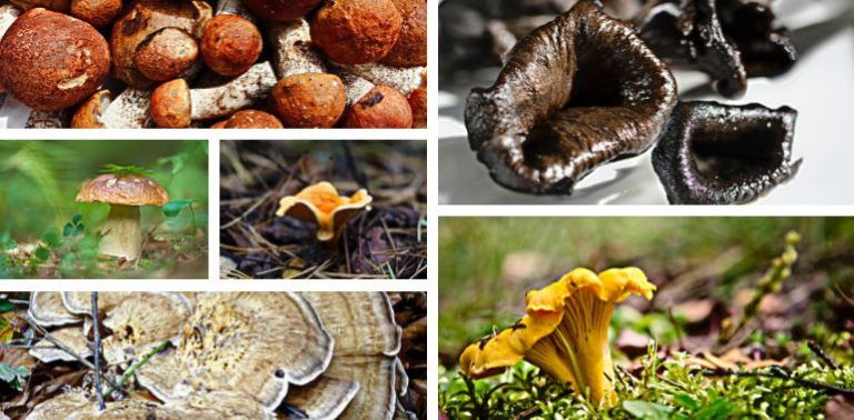 Saison des champignons : quand et où chercher - Jardinautes