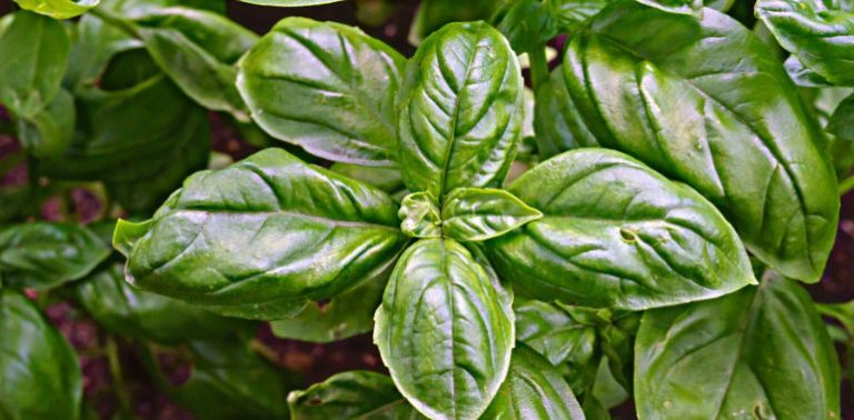 Planter du basilic en pleine terre, mode d'emploi