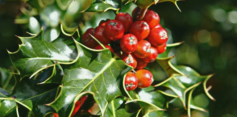 Que faut-il savoir sur le houx sauvage