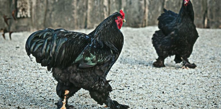 Guide pratique des races de poules naines