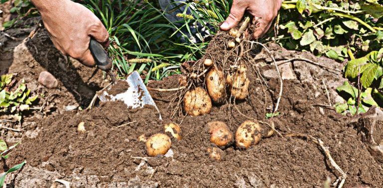Récolte de la pomme de terre, conseils et astuces