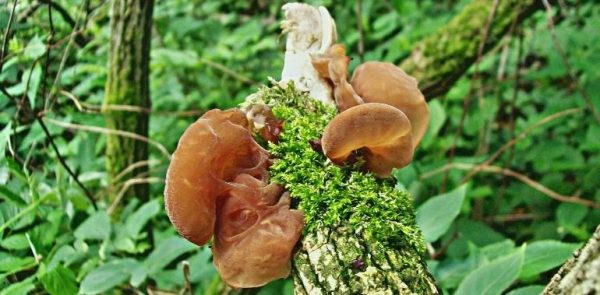 Oreille de judas : tout savoir sur ce champignon