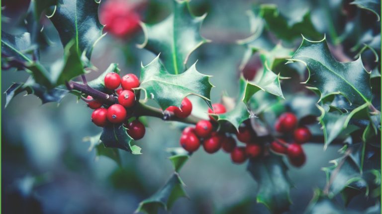 La signification du houx, symbolisme et traditions - Jardinautes