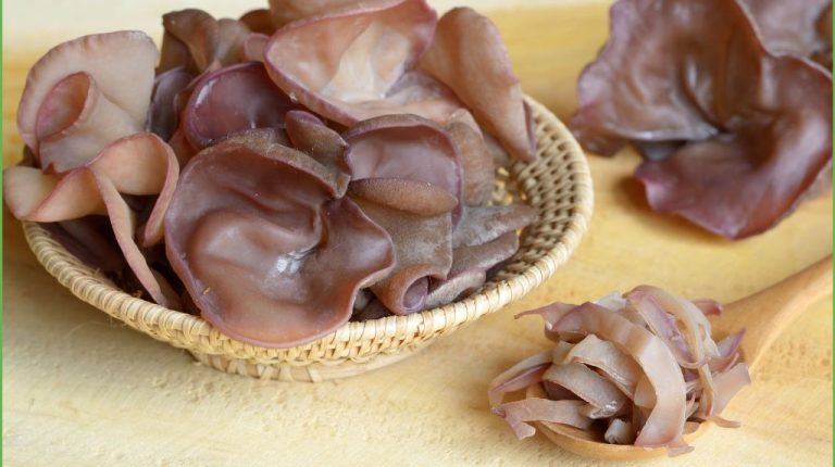 Oreille de judas : tout savoir sur ce champignon