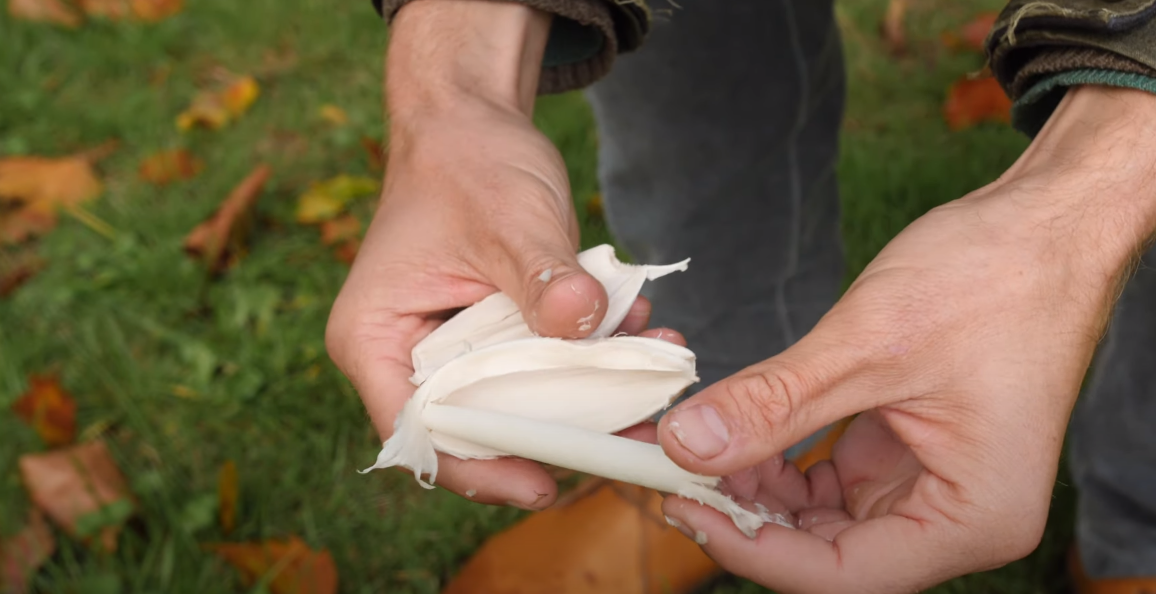 Coprin chevelu : définition, caractéristiques et vertus.