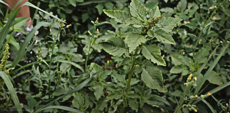 L’amarante sauvage, une belle plante riche en nutriments