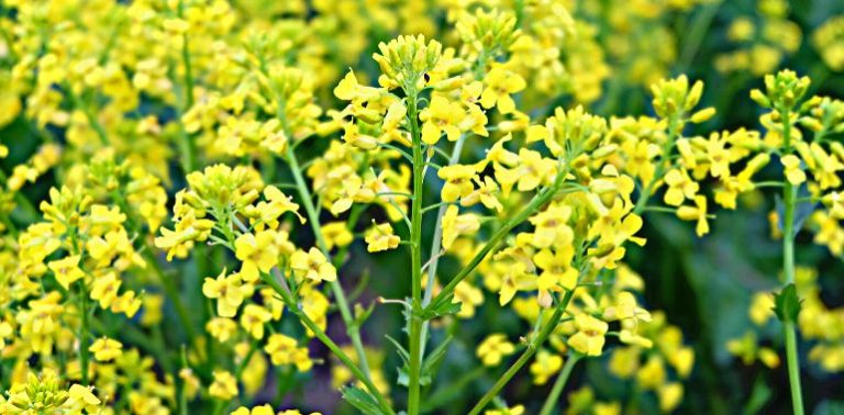 Comment préparer une tisane d'armoise commune ? - Jardinautes