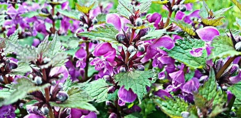 Lamier pourpre : bienfaits et utilisations