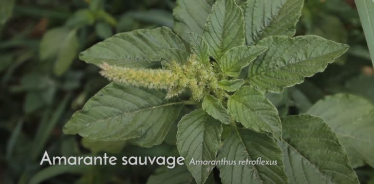 L’amarante sauvage, une belle plante riche en nutriments