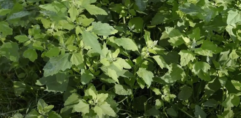Le chénopode blanc, une plante aux multiples bienfaits