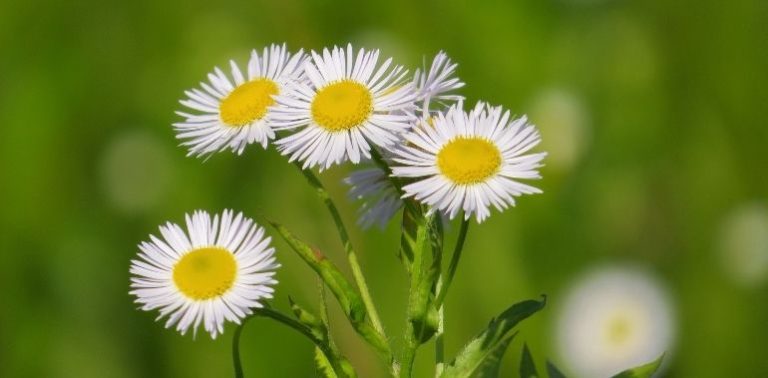La vergerette annuelle, une plante poivrée comestible