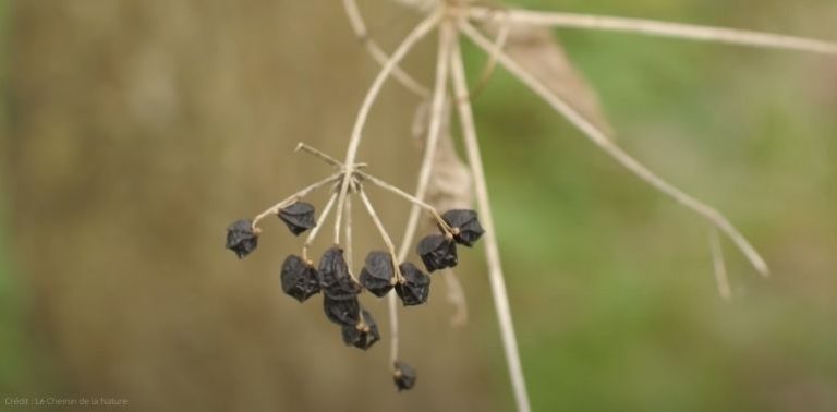 Maceron : tout savoir sur cette plante