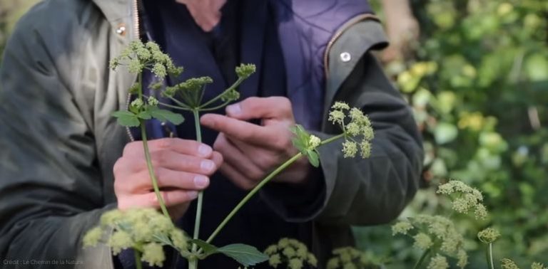 Maceron : tout savoir sur cette plante