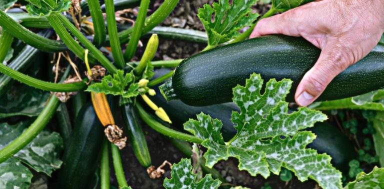 Quand et comment bien récolter ses courgettes au potager