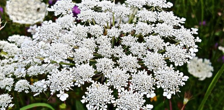 A la découverte de la berce commune ou grande berce - Jardinautes