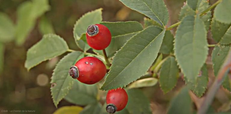 Le rosier sauvage, une plante buissonnante thérapeutique