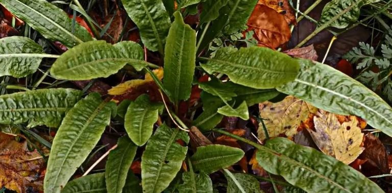 Le rumex : propriétés, bienfaits, utilisations et précautions