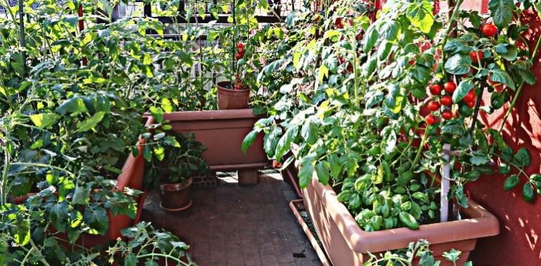 Tomates en grappe , conseils et astuces