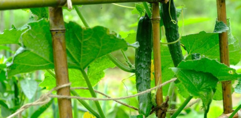 Tout savoir sur la culture du concombre au potager