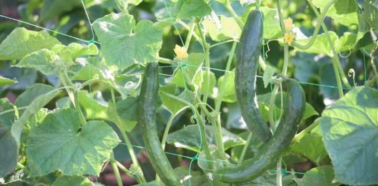 Tout savoir sur la culture du concombre au potager