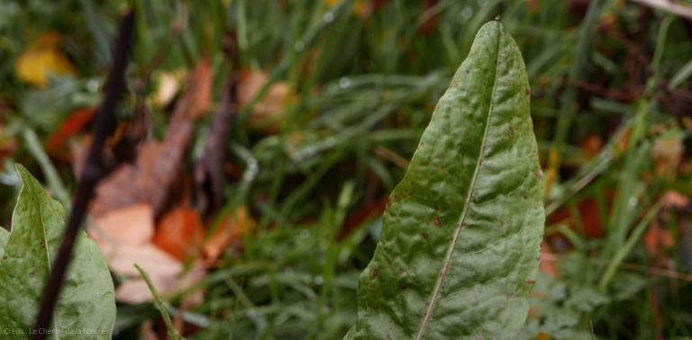Le rumex : propriétés, bienfaits, utilisations et précautions