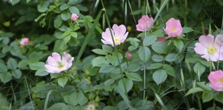 Le rosier sauvage, une plante buissonnante thérapeutique