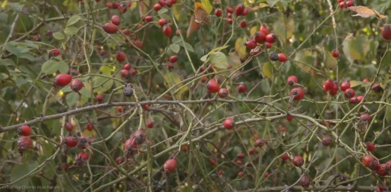 Le rosier sauvage, une plante buissonnante thérapeutique