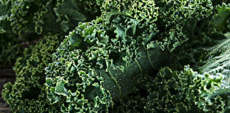 Quelle est l'origine du chou kale