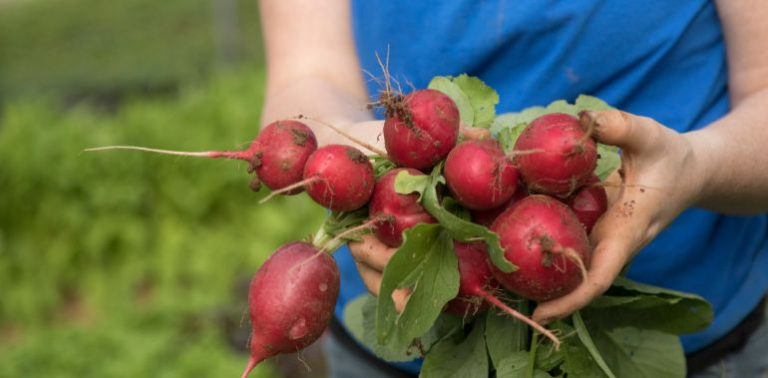 Tout savoir sur la culture du radis rose au potager