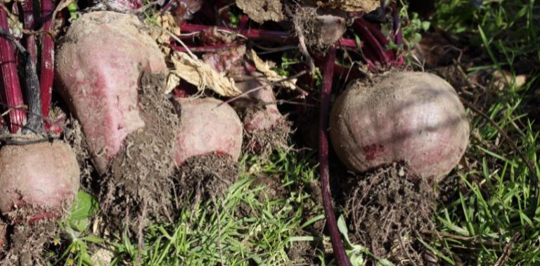 Tout savoir sur la culture de la betterave rouge au potager