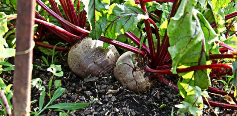Tout savoir sur la culture de la betterave rouge au potager