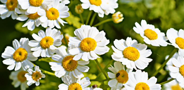 Quelles sont les utilisations de l'armoise commune ? - Jardinautes