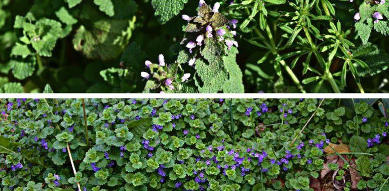 Comment préparer une tisane d'armoise commune ? - Jardinautes