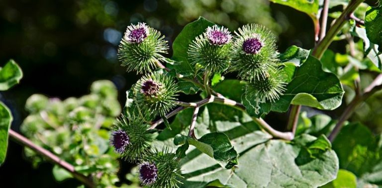 Comment préparer une tisane à la bardane ? - Jardinautes