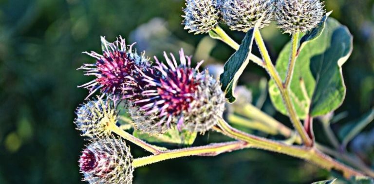 A la découverte de la berce commune ou grande berce - Jardinautes