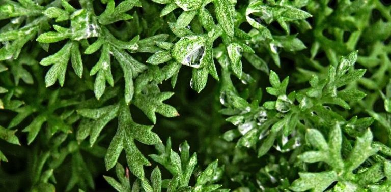 Utilisation de l'armoise commune, le guide - Jardinautes