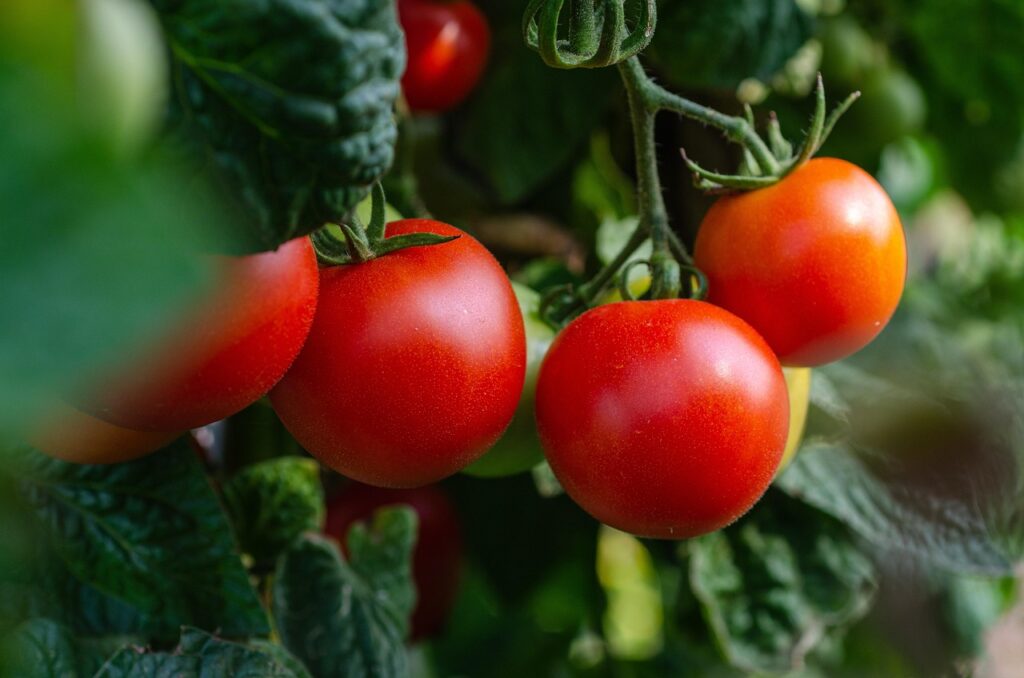 Tomates en grappe , conseils et astuces
