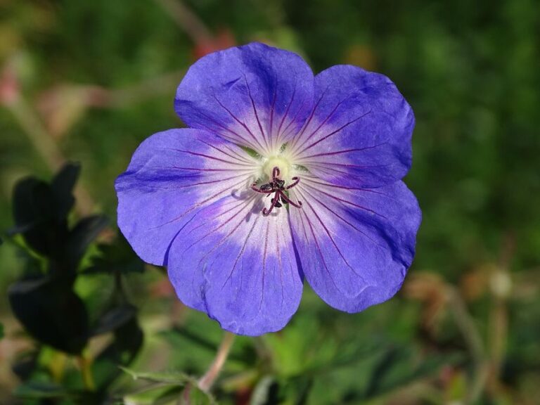 Géranium Rozanne : secrets d'une floraison durable - Jardinautes