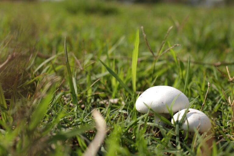 Saison des champignons : quand et où chercher - Jardinautes